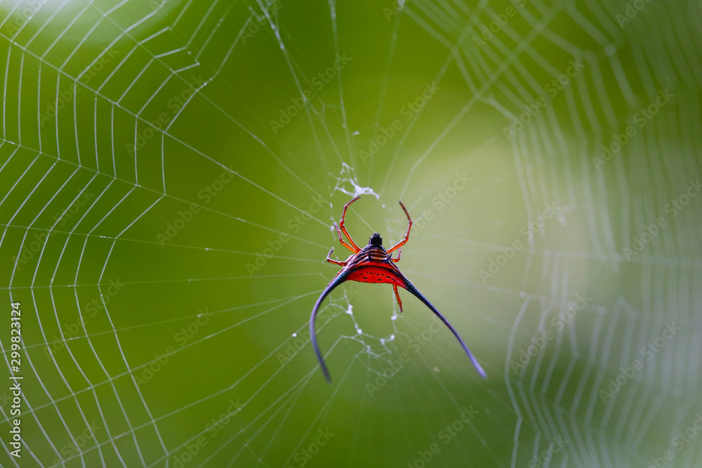 Spider in nature,Macracantha arcuata - Curved Spiny Spider Stock Photo ...