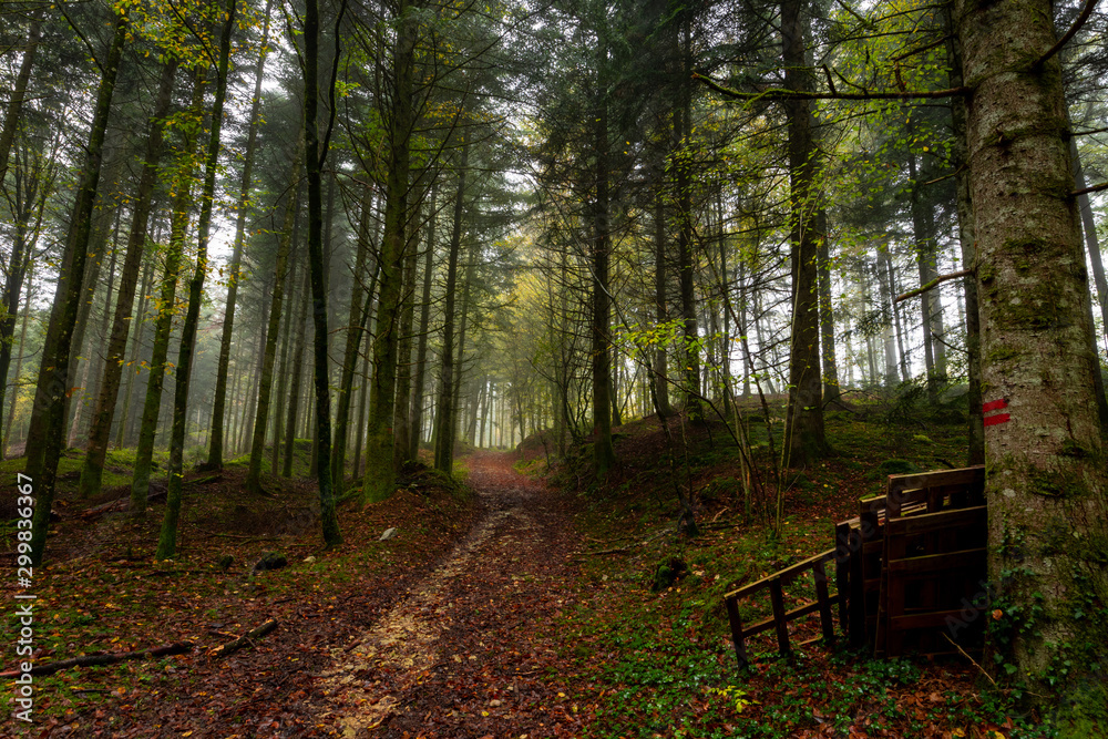 un chemin forestier qui monte au milieu de grand arbre Stock Photo ...