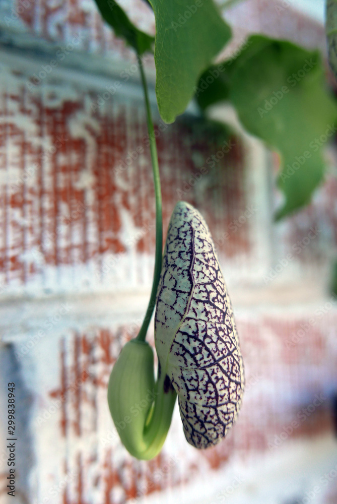 Flowers of Dutchman's Pipe vine in front of brick wall Stock Photo ...