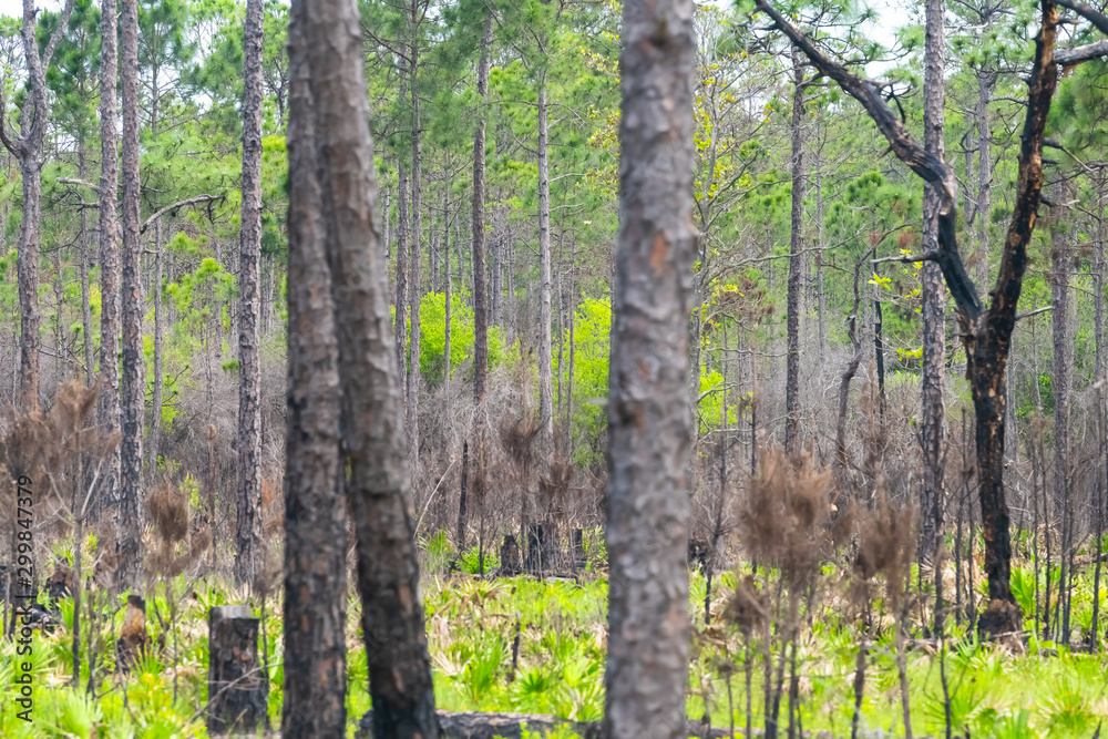 Destin or Miramar beach swamp scenery with trees and plants in Florida ...