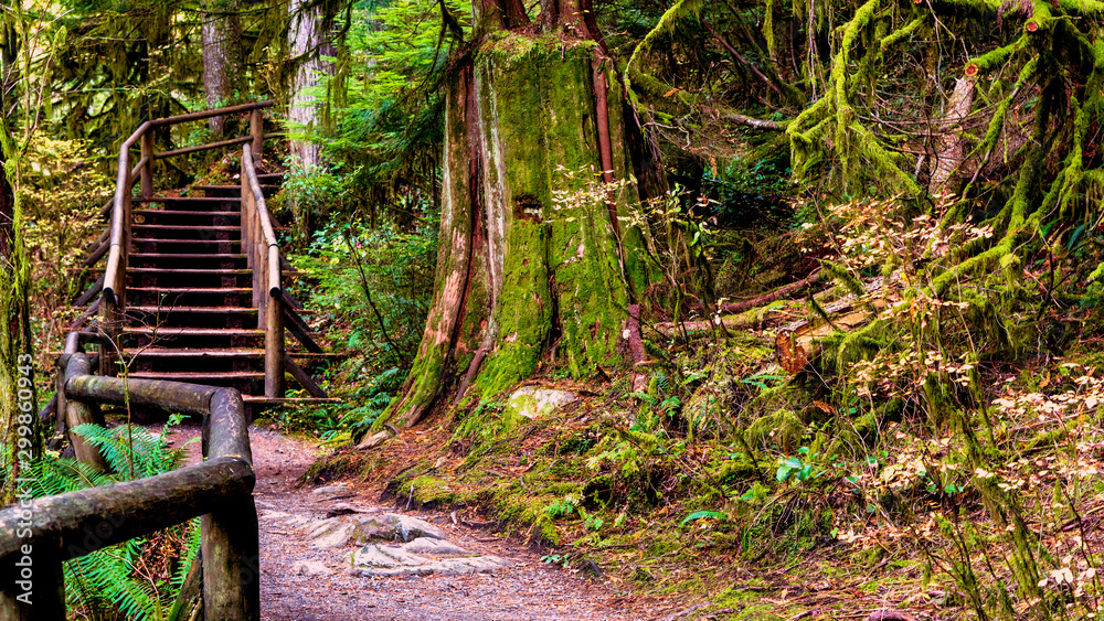 Steps on Coho Loop trail by lichen-clad rainforest near Capilano fish ...