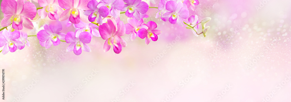 pink and purple orchid flower header,banner background Stock Photo ...