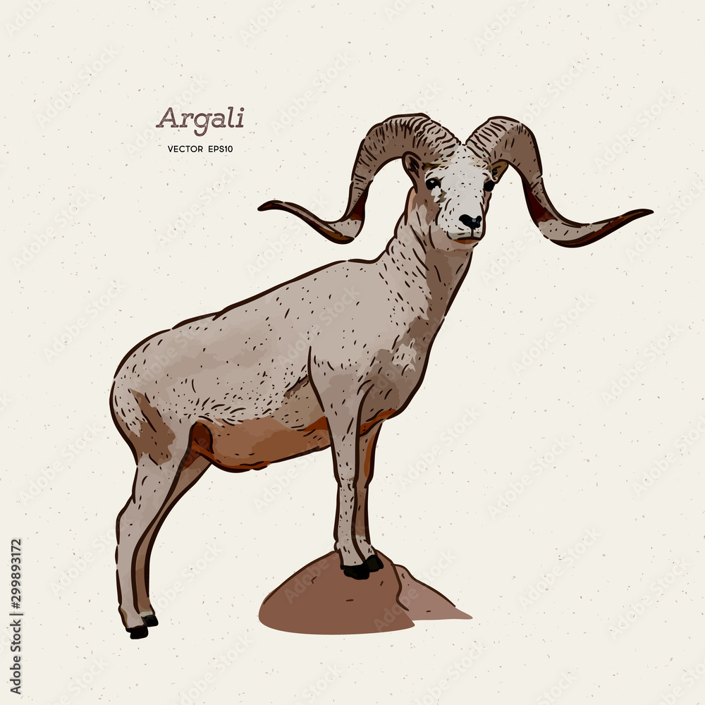 The argali, or the mountain sheep (species Ovis ammon), hand draw ...
