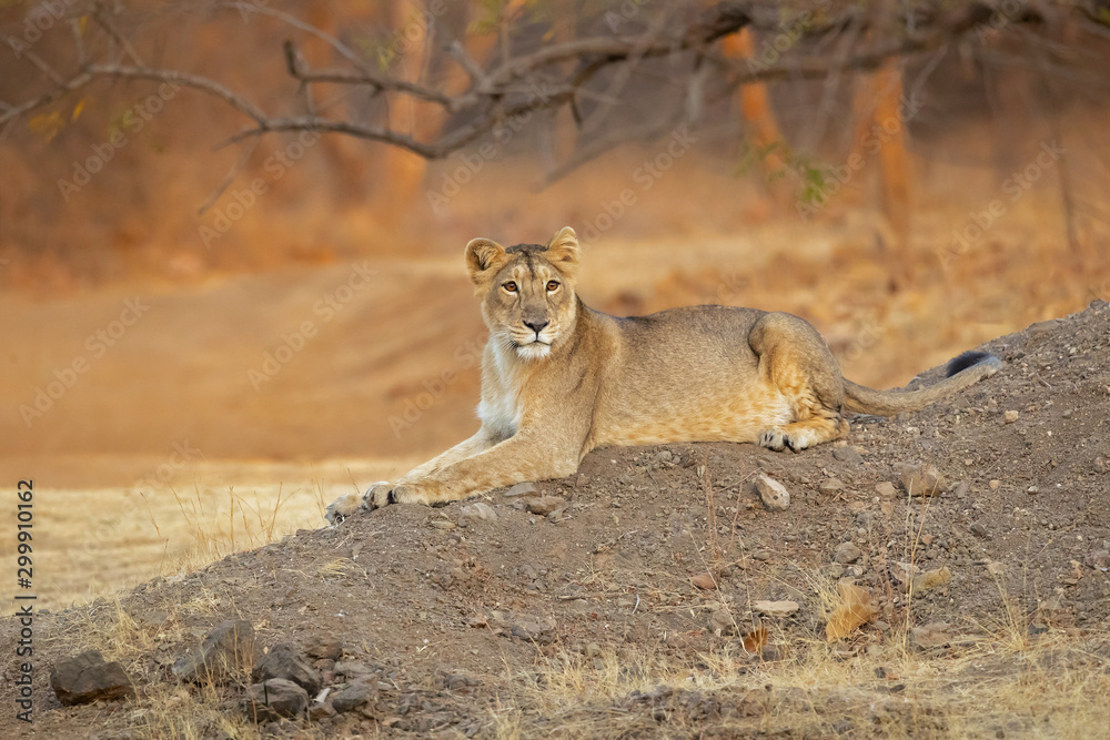Asiatic lion is a Panthera leo leo population in India. Its range is ...