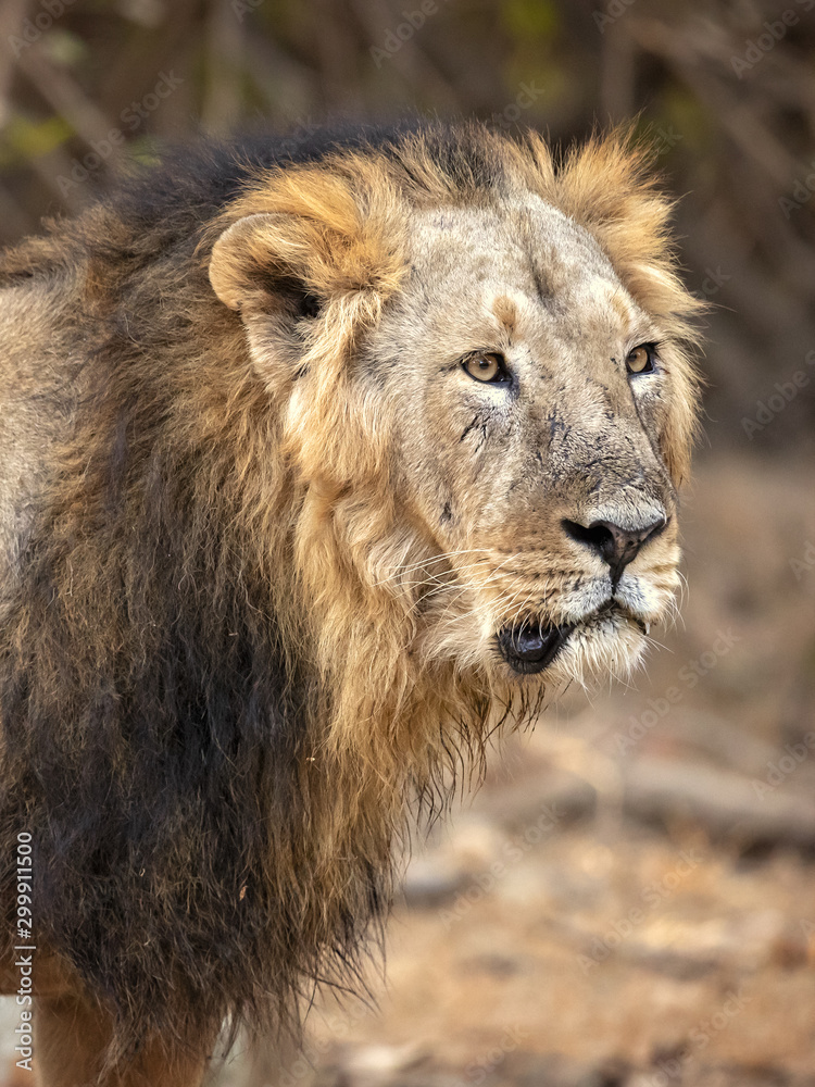 Asiatic lion is a Panthera leo leo population in India. Its range is ...