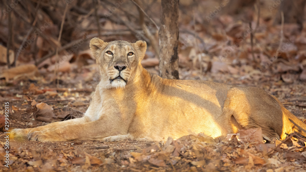Asiatic lion is a Panthera leo leo population in India. Its range is ...
