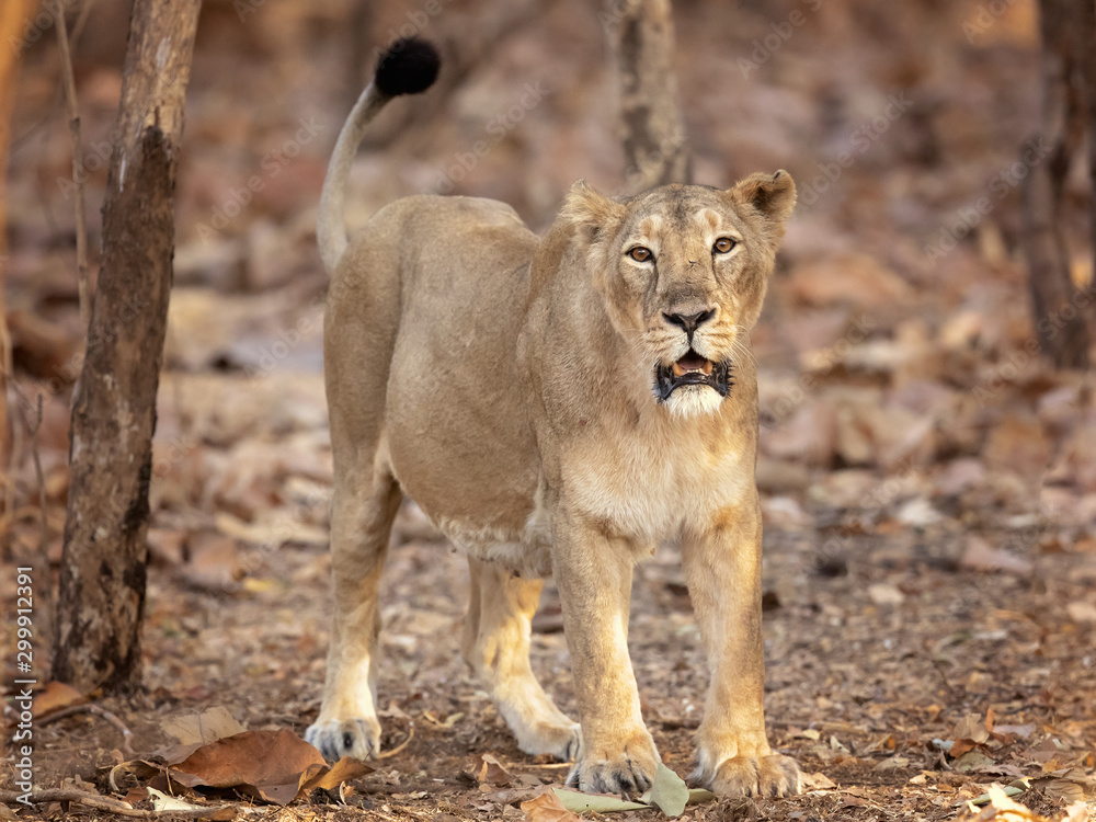 Asiatic lion is a Panthera leo leo population in India. Its range is ...