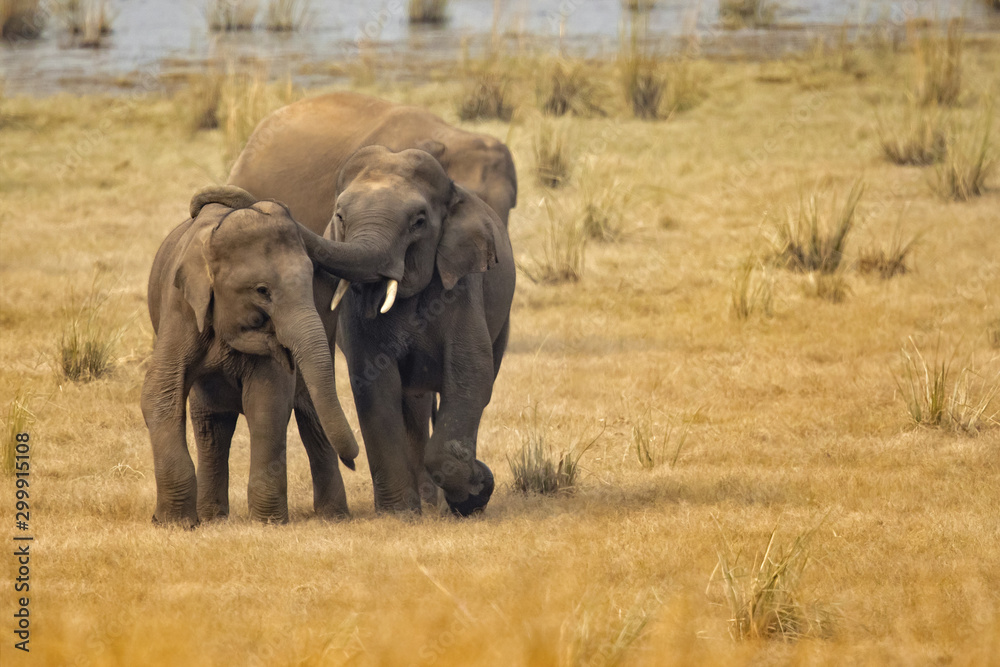 Fotka „Indian elephant (Elephas maximus indicus) is one of three extant ...