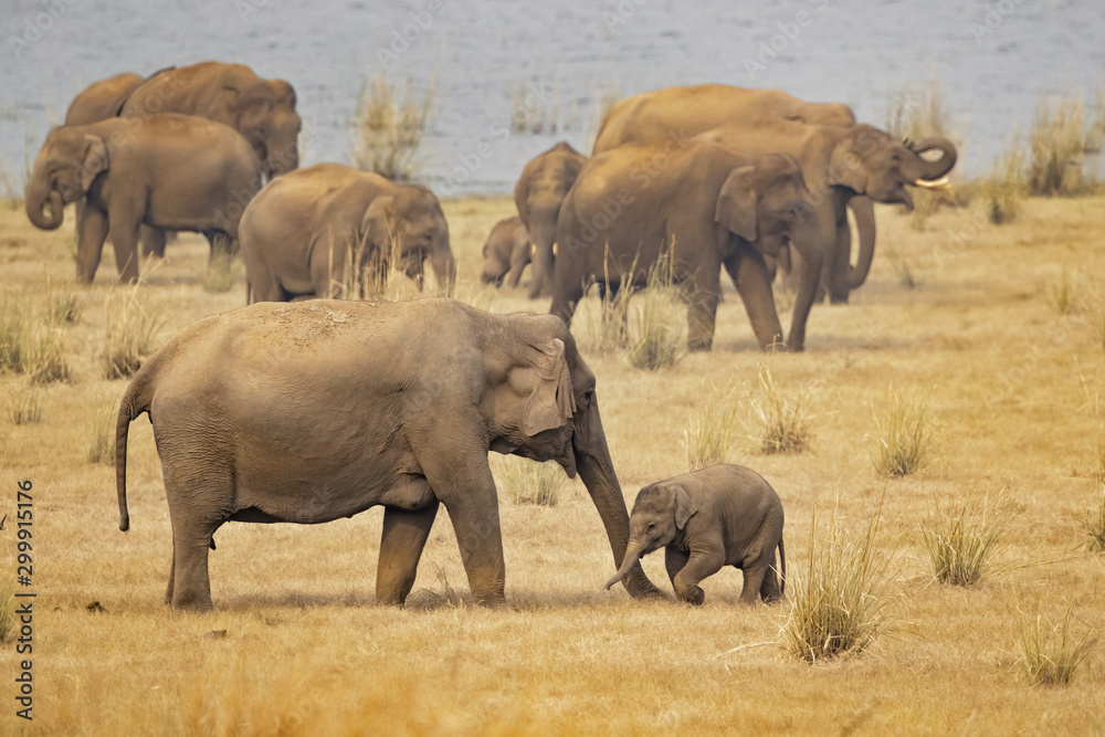 Indian elephant (Elephas maximus indicus) is one of three extant ...