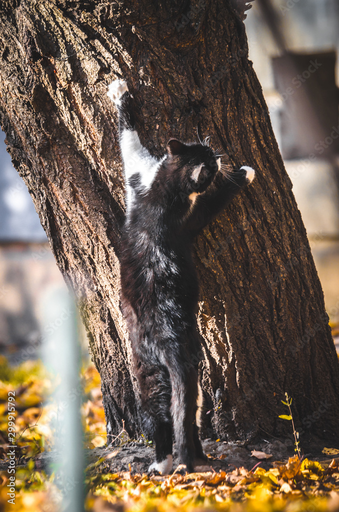 Black-white cat with white socks stretches in full growth on a tree ...