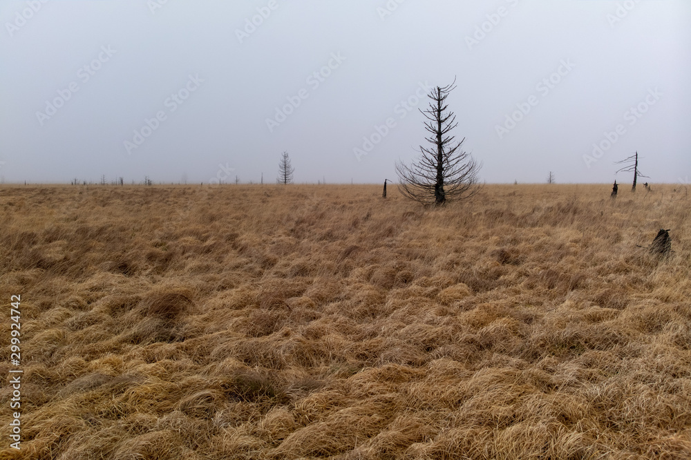 Hautes Fagnes Belgique Stock Photo | Adobe Stock