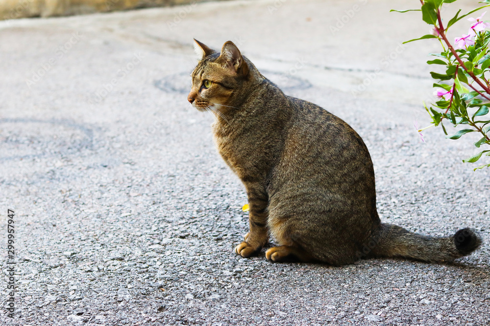 Cat Sitting Side Profile