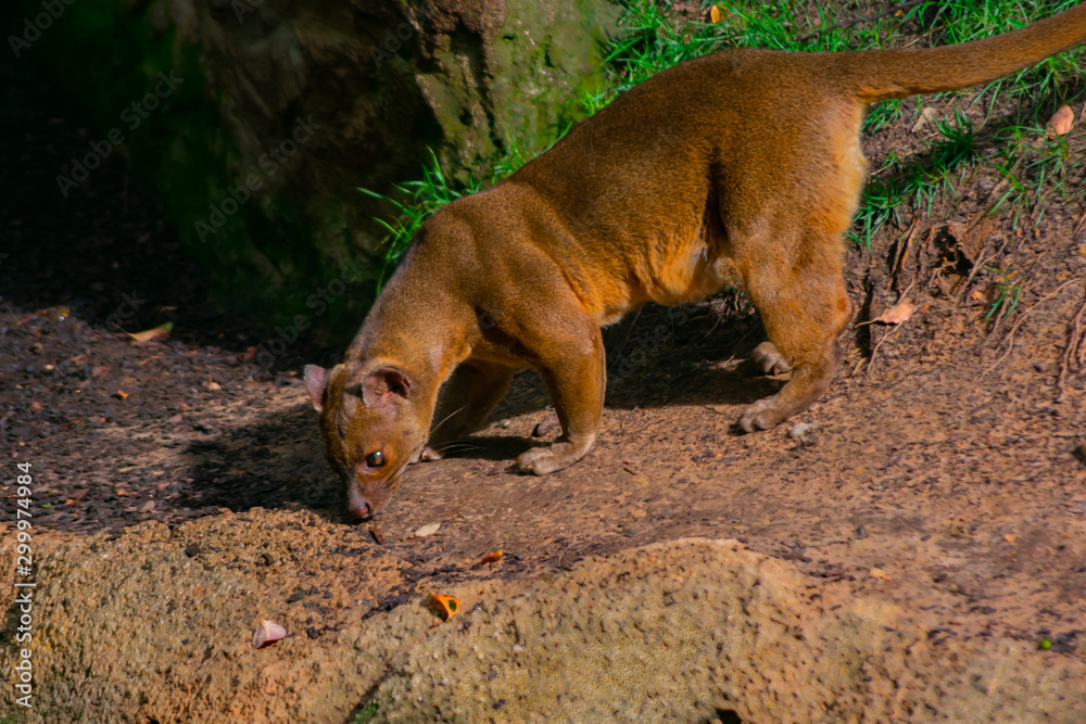 fossa is a feline predator of the island of madagascar Stock Photo ...