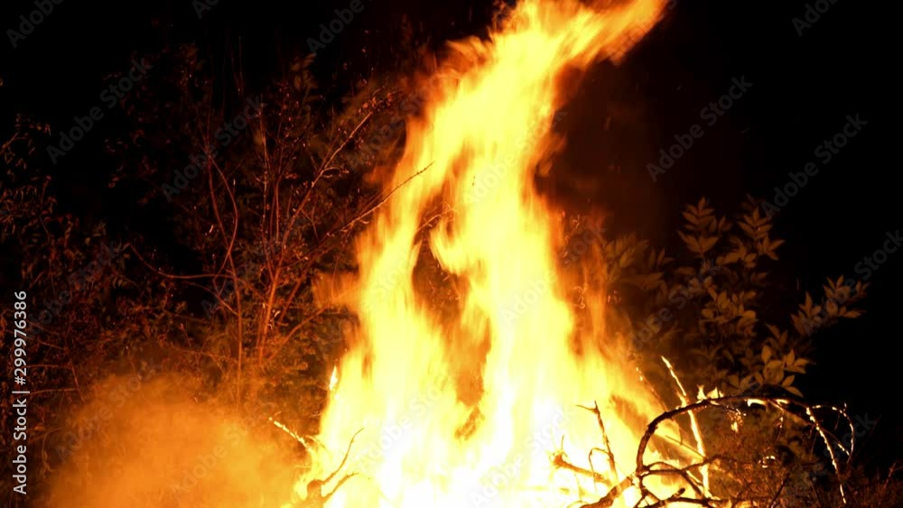 Forest fire. Fire destroys trees and forest animals. Fires in the ...