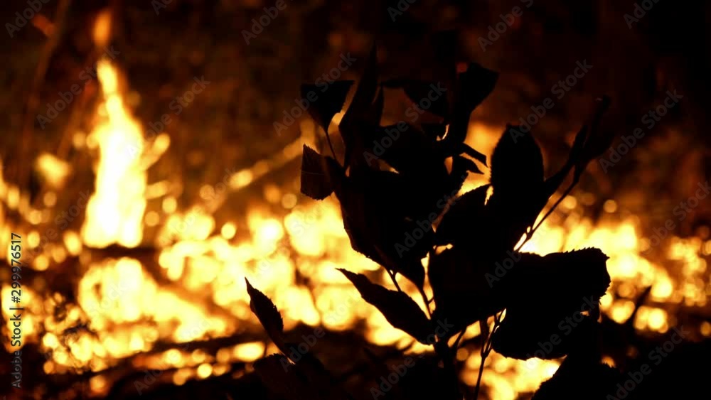 Forest fire. Fire destroys trees and forest animals. Fires in the ...