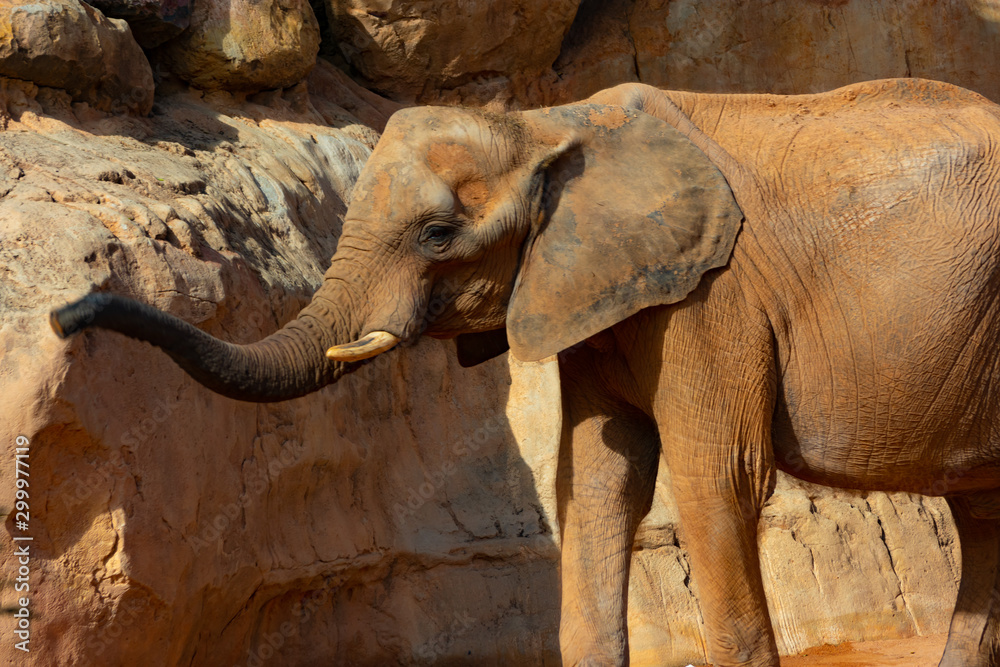 African elephant is one of the most intelligent animals on earth Stock ...