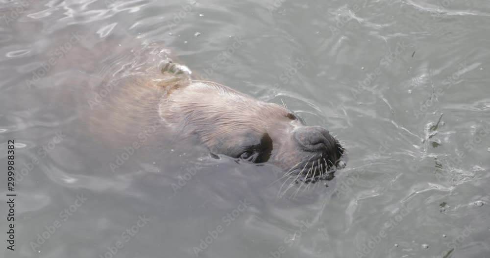 Close up of lovely sea wolf peeping out of the water surface. Mammal ...