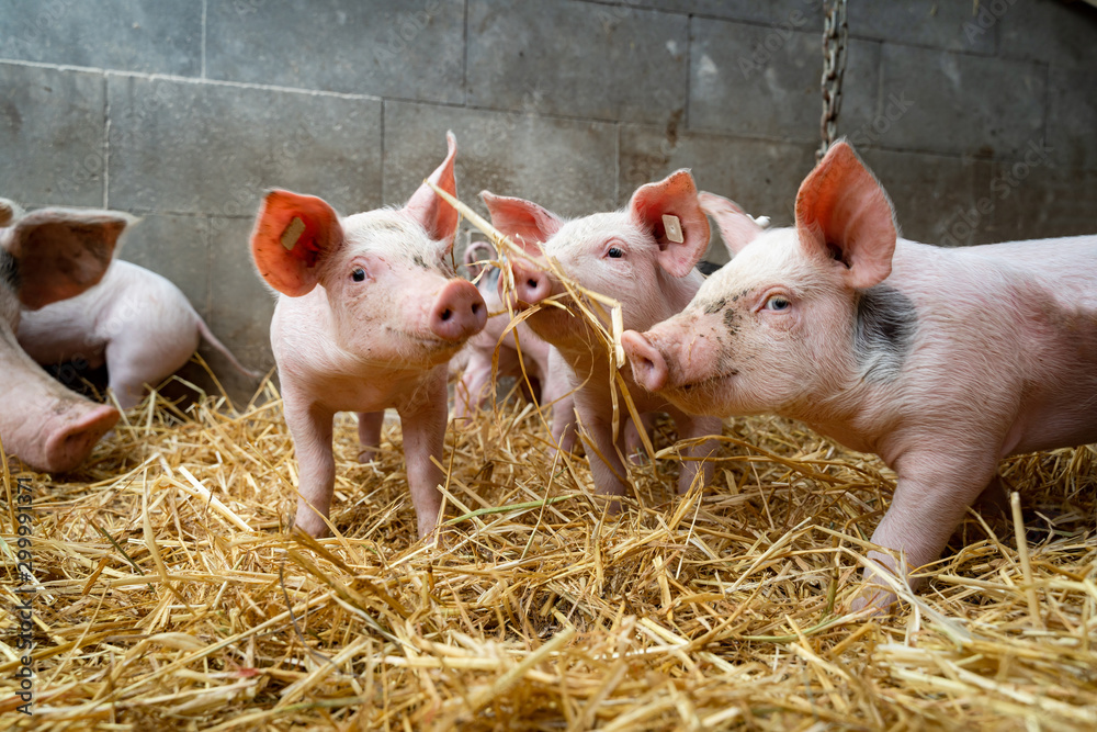 Ferkel spielen im Stroh Stock Photo | Adobe Stock
