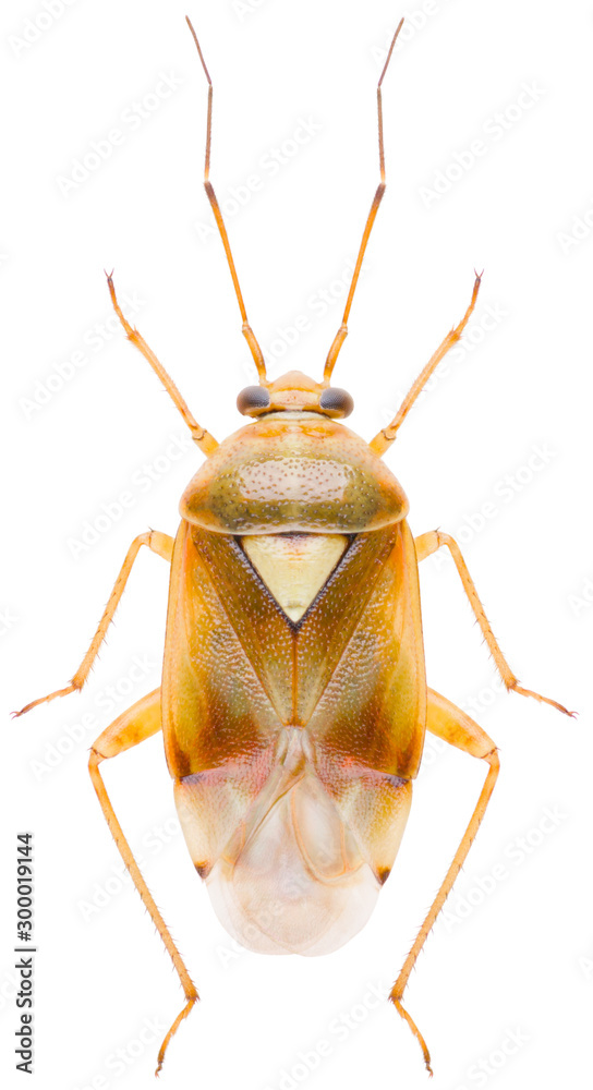 Lygus gemellatus is a species of plant-feeding insects in the family ...