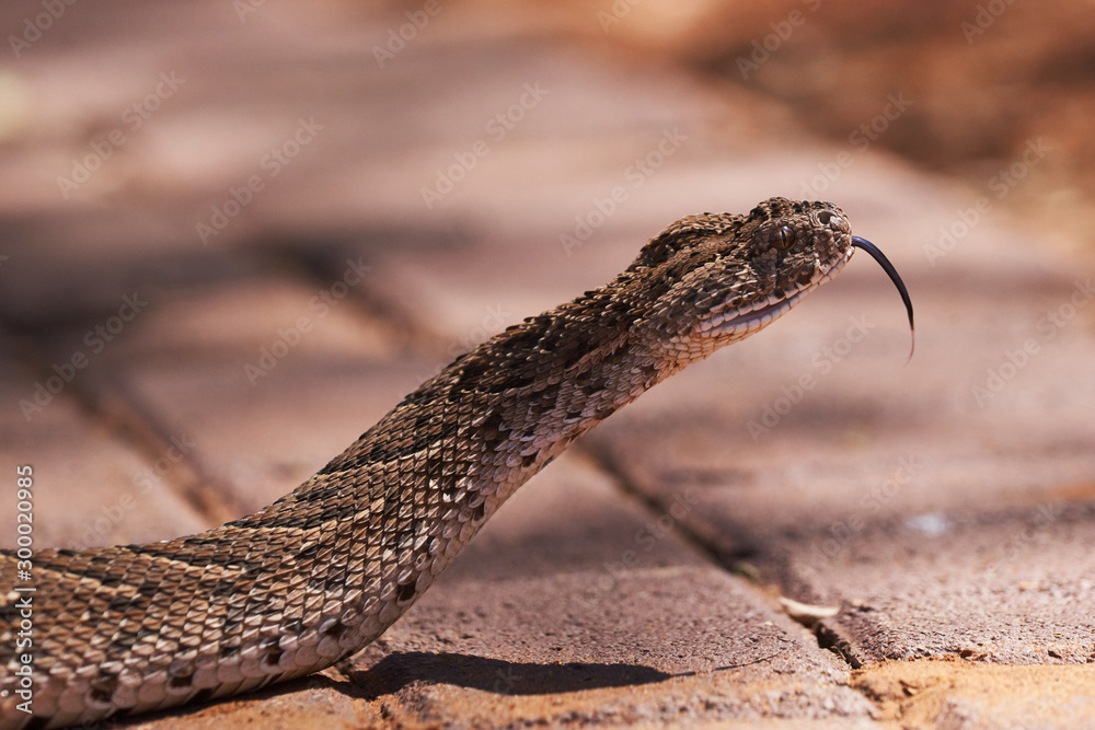 Baby puff adder on the ground crossing pavements Stock Photo | Adobe Stock