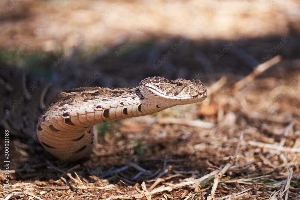 Baby Puff Adder