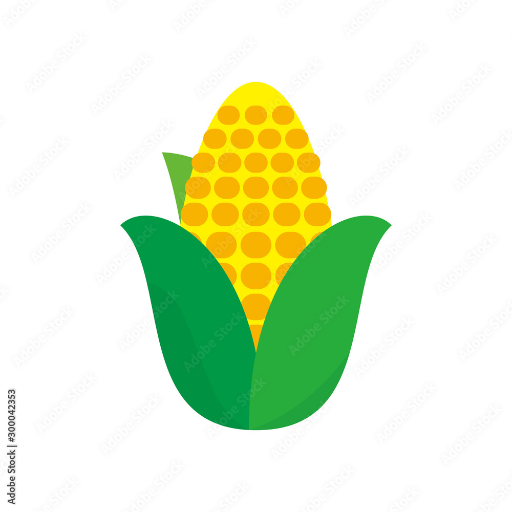 Corn vector illustration with simple flat design isolated on white ...