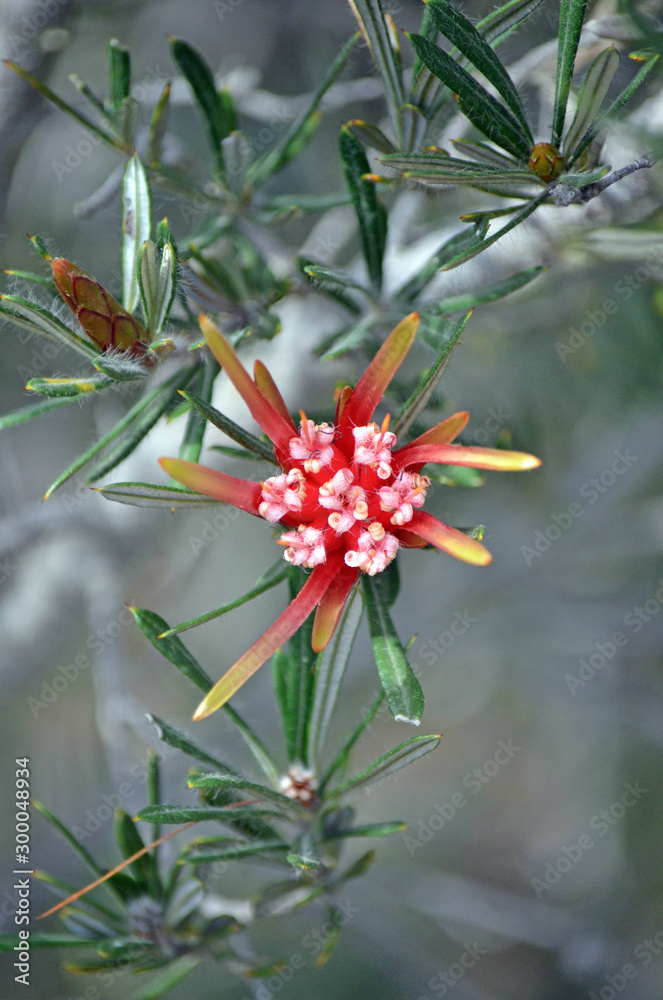 Red flower of the Australian native Mountain Devil, Lambertia formosa ...