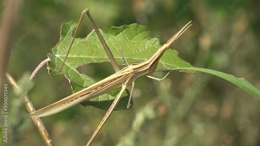 Acrida cinerea, Oriental longheaded grasshopper/locust, Chinese ...