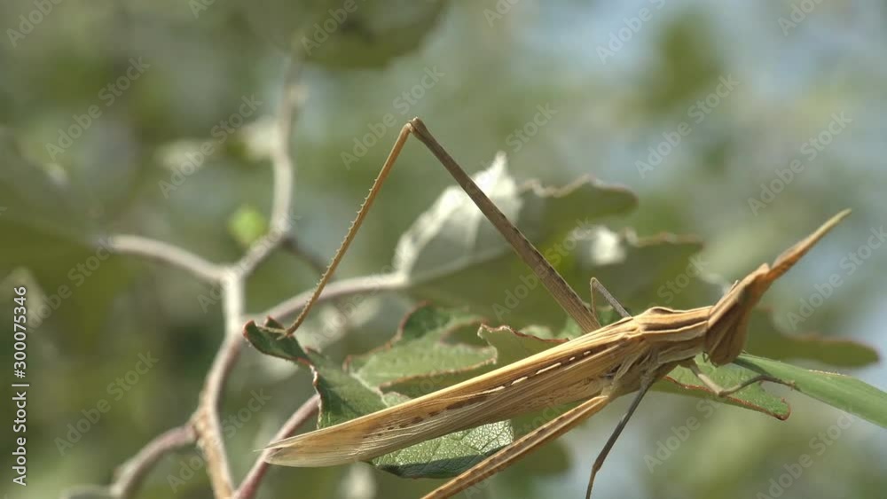 Acrida cinerea, Oriental longheaded grasshopper/locust, Chinese ...