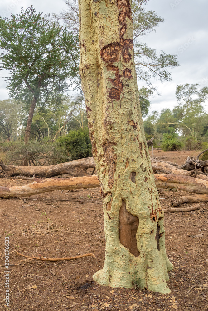 A fever tree trunk with evidence of damage caused by elephant activity ...