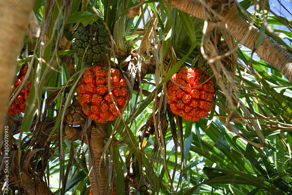 Non edible Tropical Pandan Fruit Or Pandanus Which Grows From Palm 