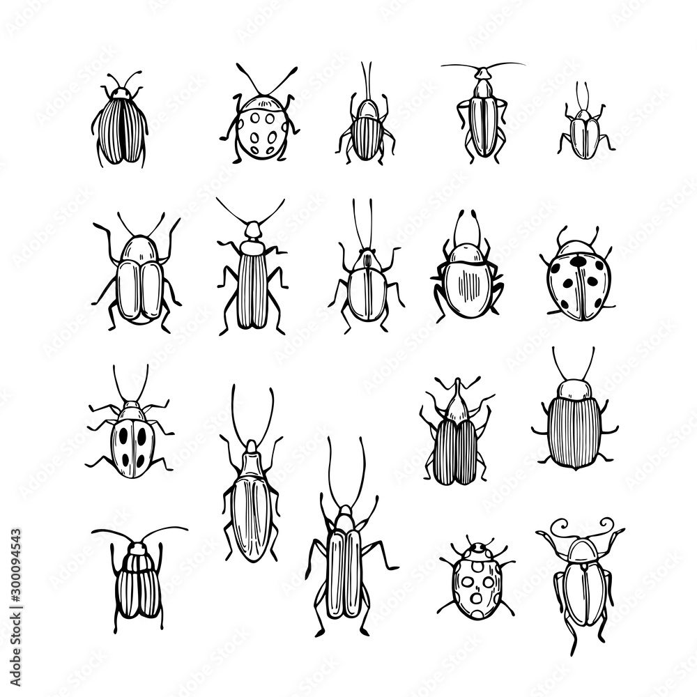 Hand drawn beetles on white background. Vector sketch illustration ...