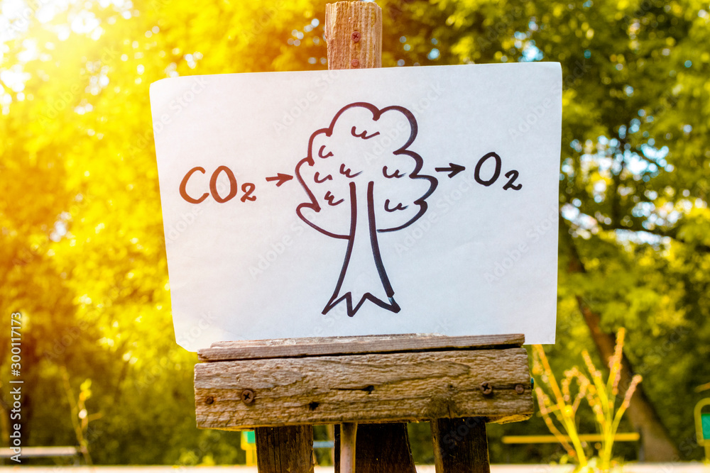 Conversion of Carbon Dioxide by Trees to Oxygen Stock Photo | Adobe Stock