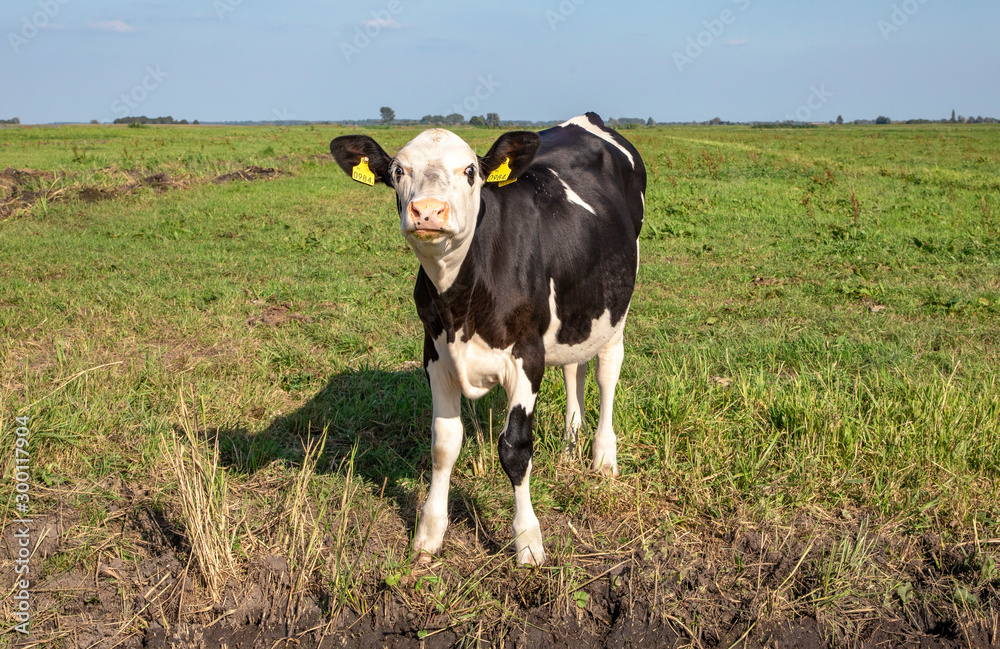 Small ugly cow, calf with astonished expression stands on the and of a ...