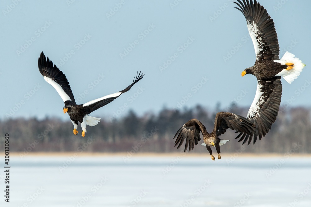 Steller's sea eagle and white-tailed eagle fighting over fish, Hokkaido ...