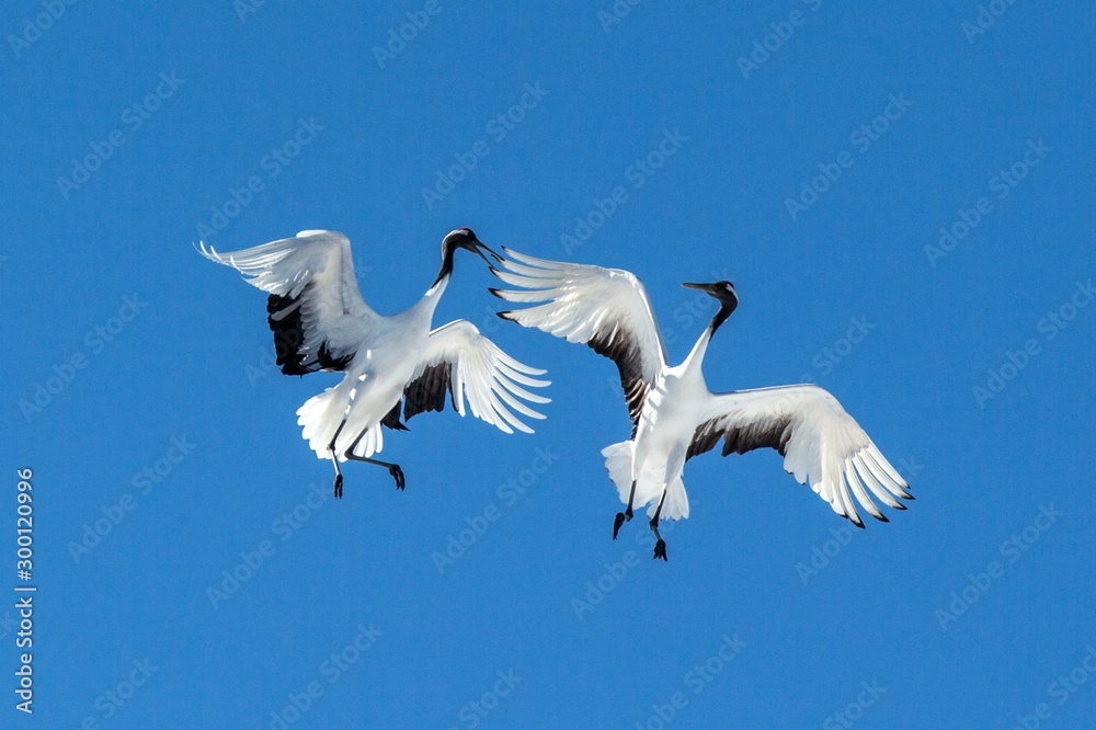 Japanese Crane Bird Flying
