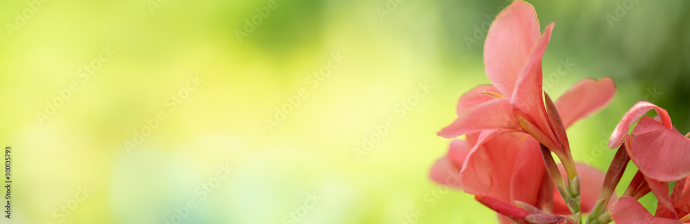 Nature of flower in garden using as cover page background natural flora ...