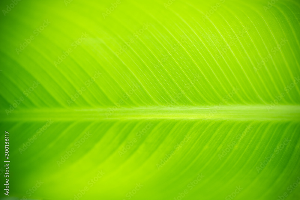 Nature of green leaf in garden at summer. Natural green leaves plants ...