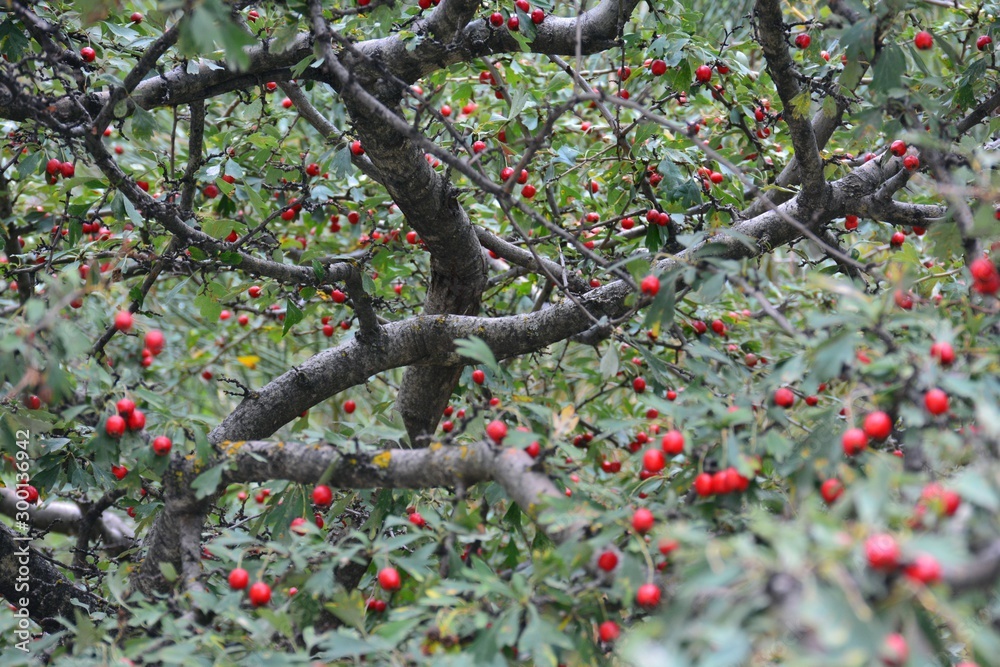 Ramas de un majuelo, Crataegus monogyna, llenas de frutos rojos ...