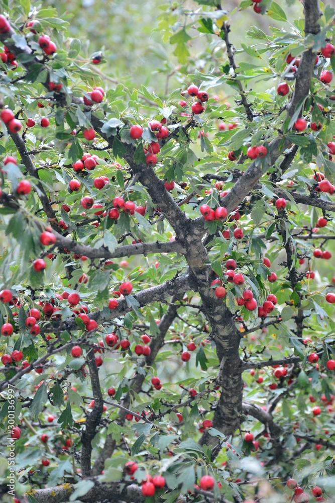 Foto de Ramas de un majuelo, Crataegus monogyna, llenas de frutos rojos ...