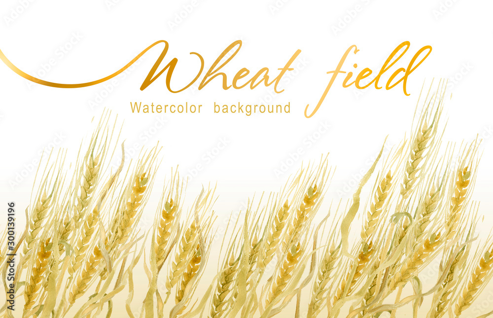 Field of gold wheat. Seamless watercolor background. Stock Illustration ...
