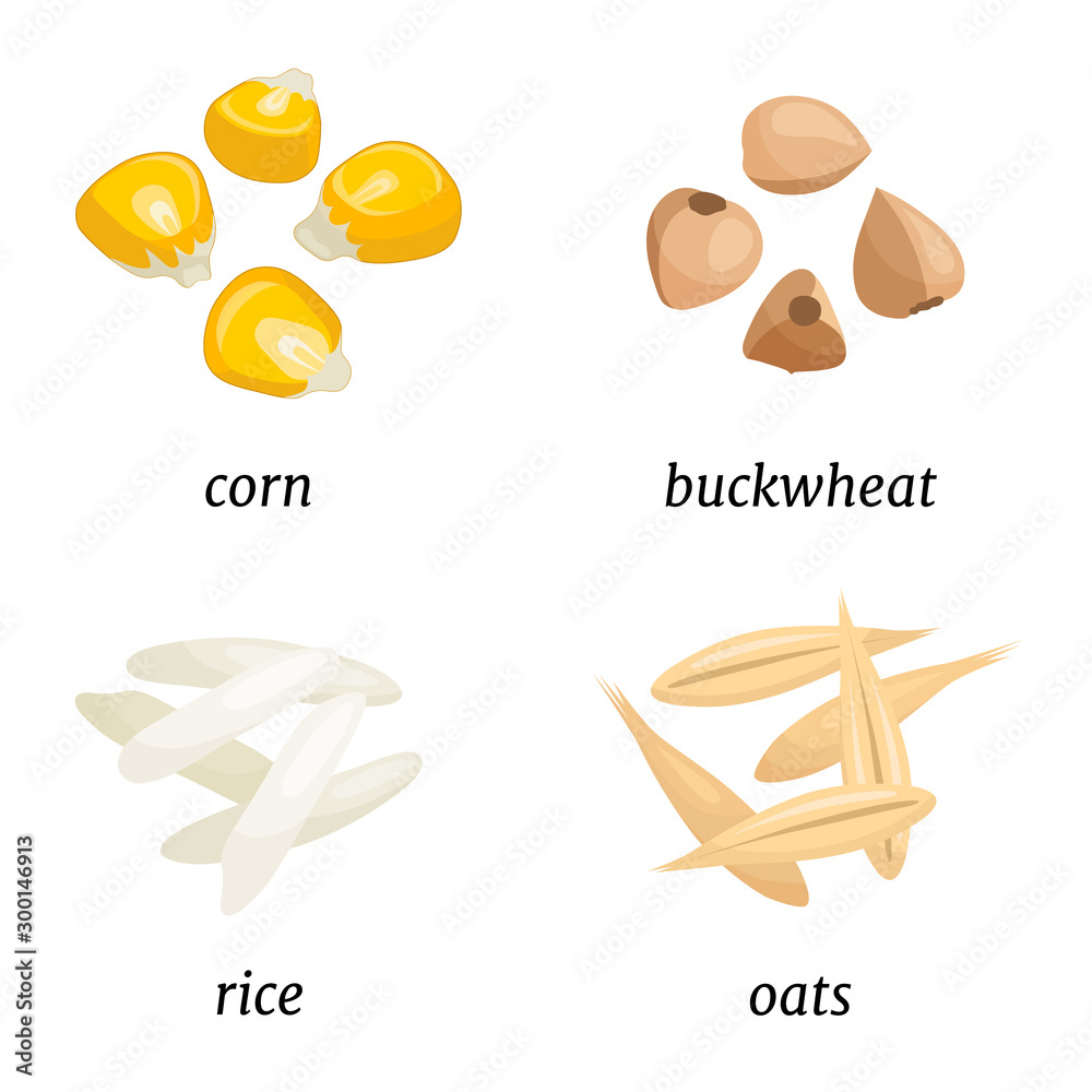 Set of various cereals. Vector composition of grains of corn, buckwheat ...