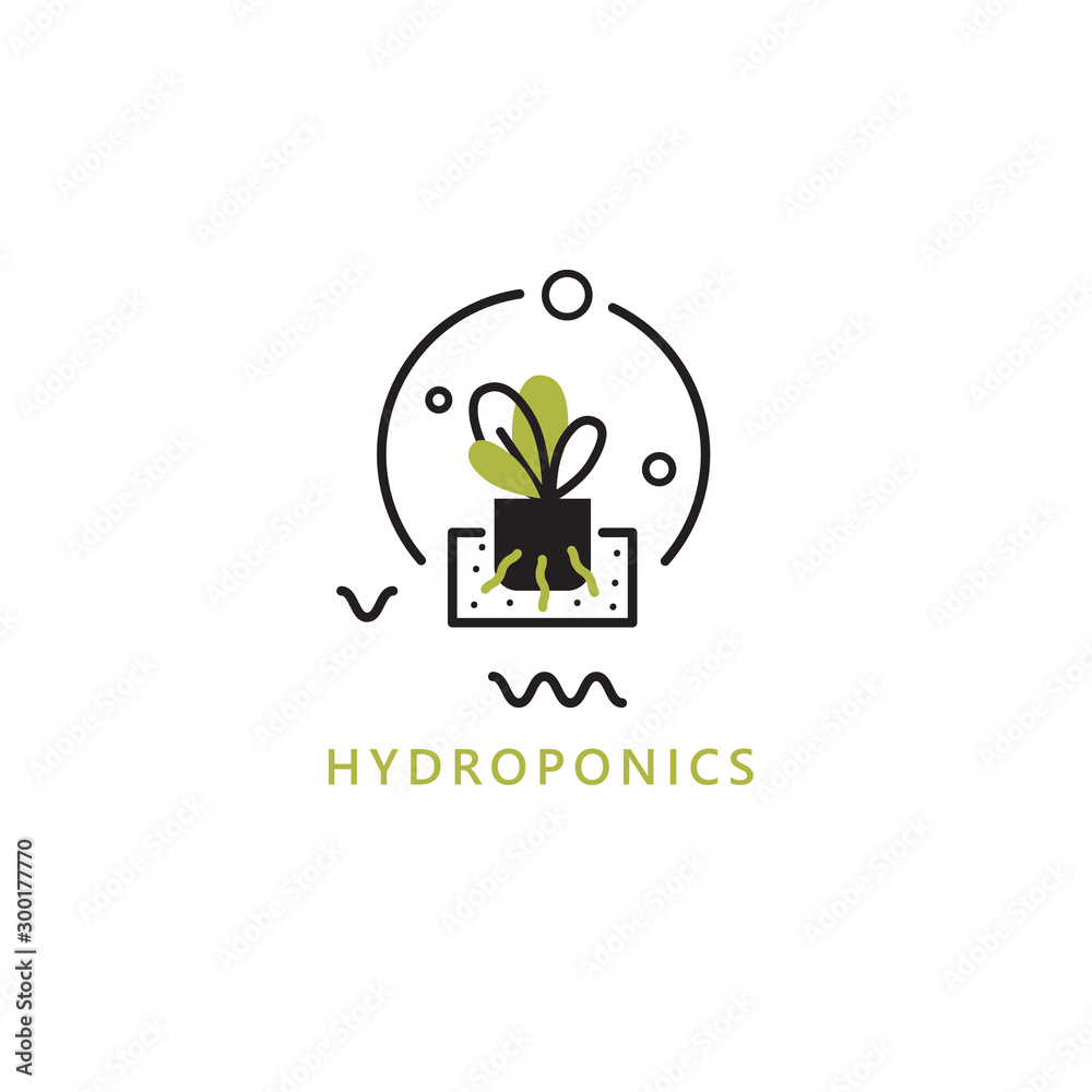 Hydroponics. Vector illustration of plant on water without soil. Home ...