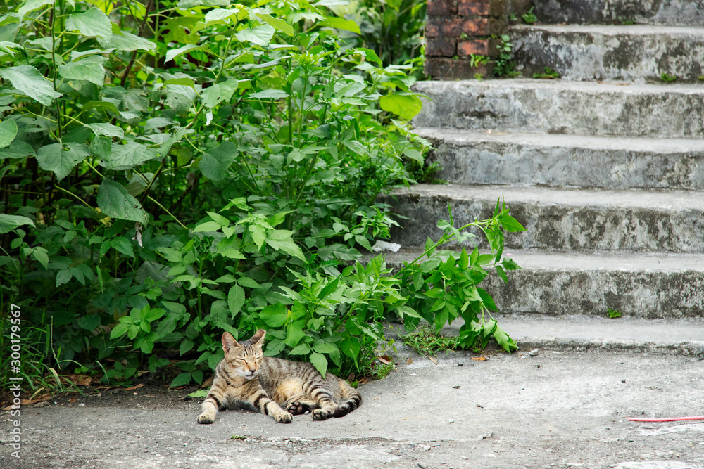Cats in Houtong Cat Village,Taiwan is famous for its cat population ...