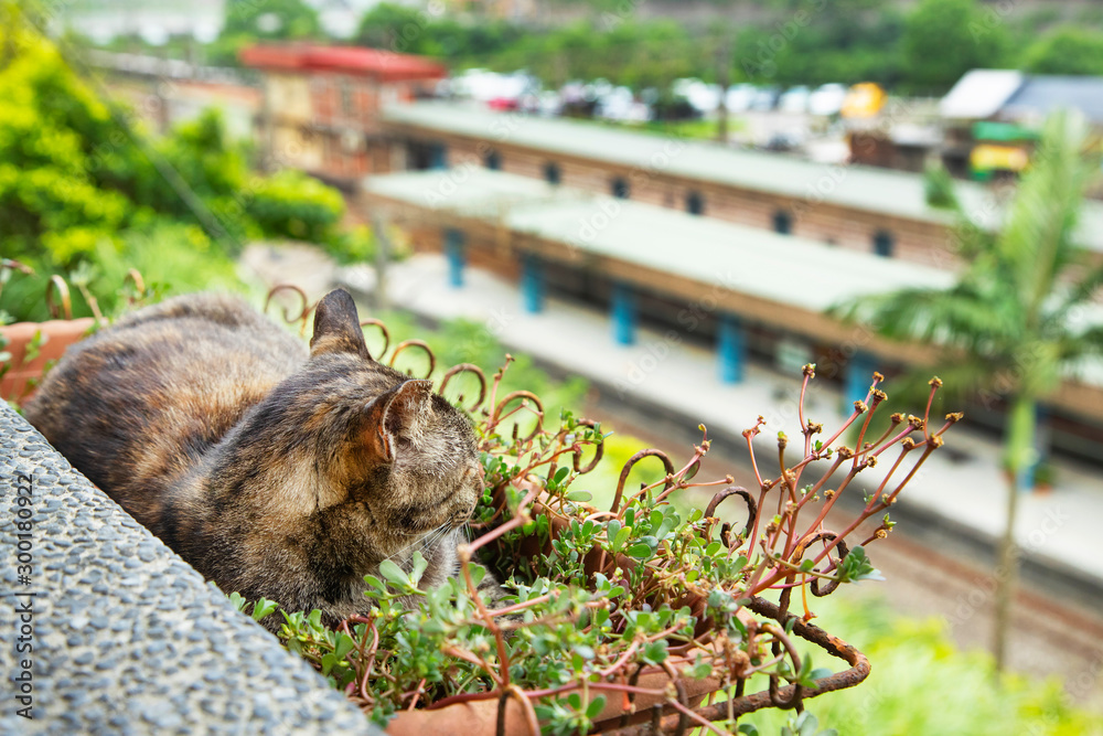 Cats in Houtong Cat Village,Taiwan is famous for its cat population ...