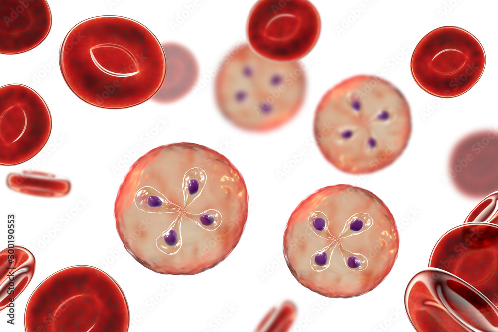 Babesia parasites inside red blood cell, the causative agent of ...