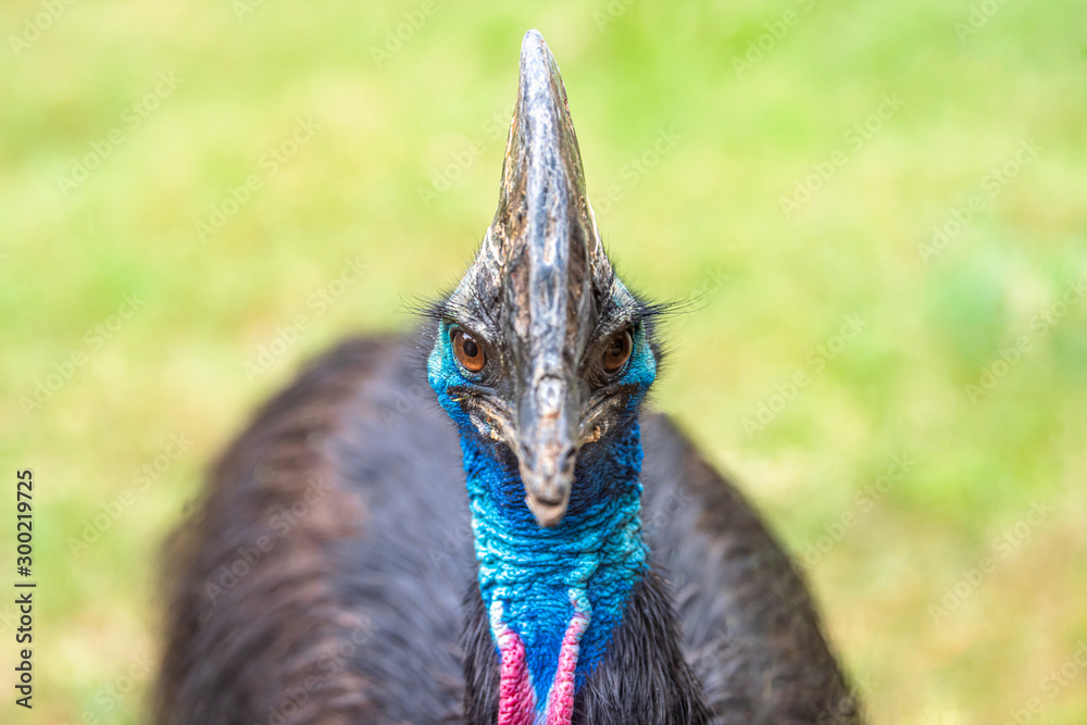 Cassowary bird head close up. Cassowary at the zoo. Stock Photo | Adobe ...