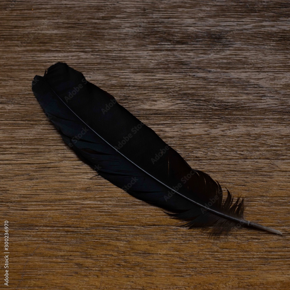 Pluma de ave Stock Photo | Adobe Stock