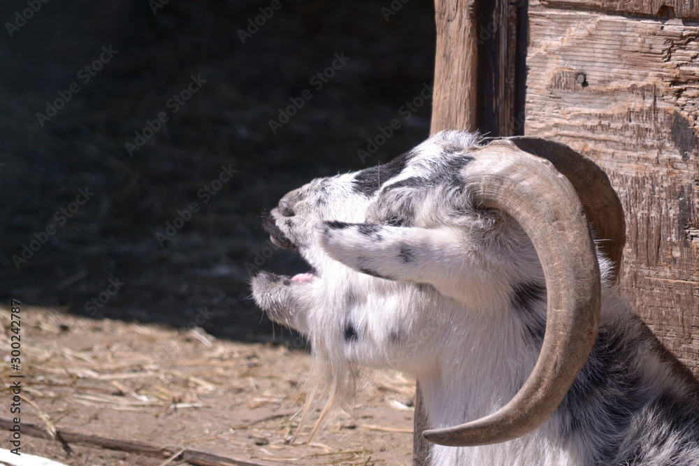 Goat Yawn
