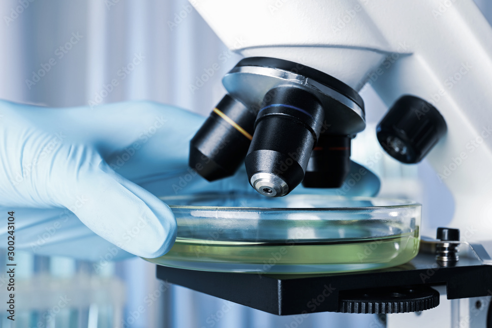 Scientist putting Petri dish with liquid under microscope, closeup ...
